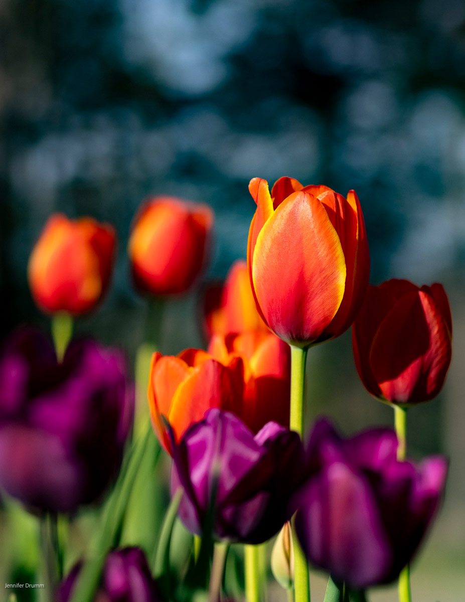 Artists | Artists of Northwest Arkansas